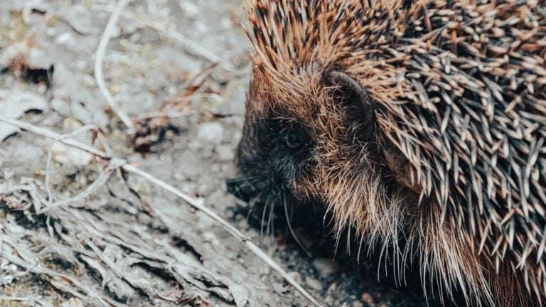 15 Fakta om igelkottar
